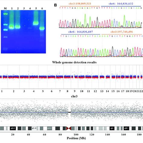 Cryptic Deletion And Microduplication Were Confirmed With Pcr And