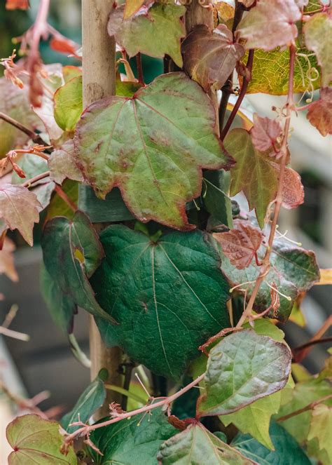 Parthenocissus Tricuspidata Veitchii Burford Garden Co