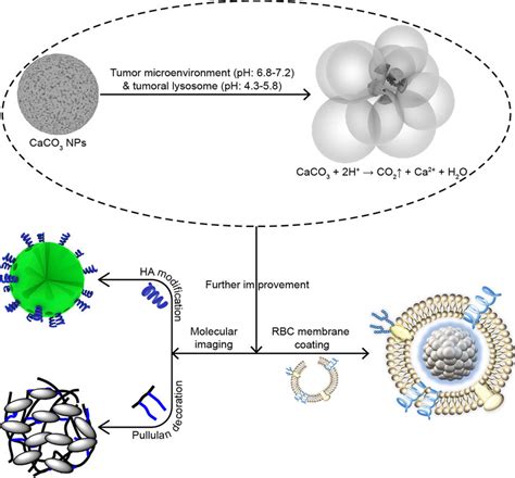 Caco3 Inorganic Nanoparticles As Ultrasound Contrast Agents Reproduced Download Scientific
