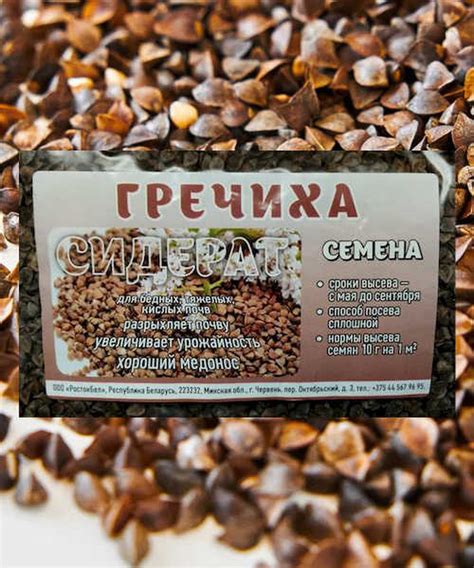 Купить семена Гречиха 0,5 кг, РБ по цене 2.5 руб. 11 магазинов в Минске