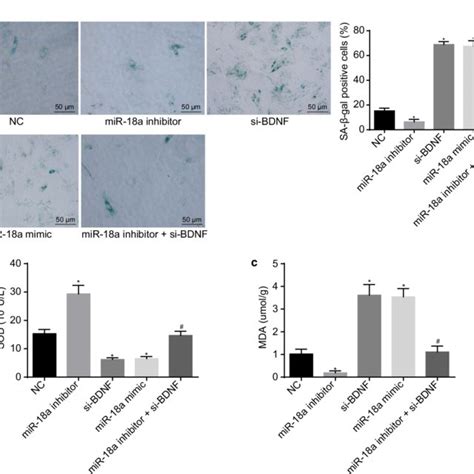 The Mdc Staining Flow Cytometry Analysis And Rfp Gfp Lc3 Assay Of