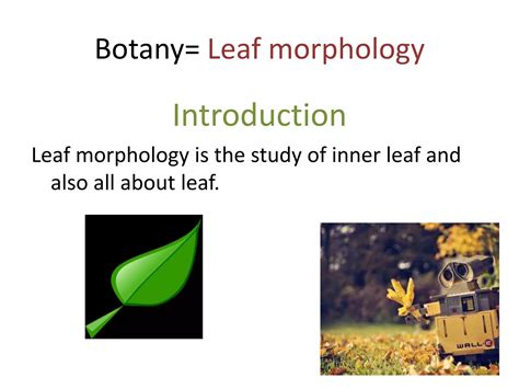 Botany Leaf Morphology Ppt