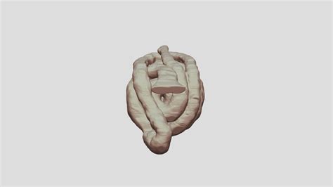 Alimentary System Of Xenopus Laevis Nf 54 Download Free 3d Model By