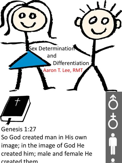 Sex Determination And Differentiation Pdf Sex Organ Male