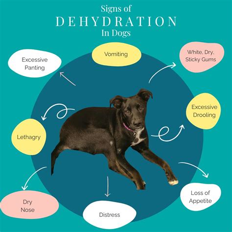 Lucky 💧 Is Your Dog Dehydrated Know The Signs 🐾 Dehydration In Dogs