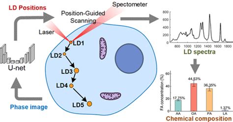 Rapid Intracellular Detection And Analysis Of Lipid Droplets Morpho