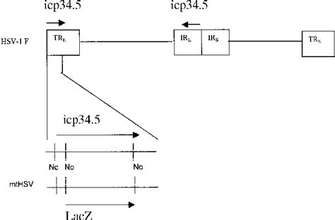 Schematic Representation Of The Genome Structure And Sequence