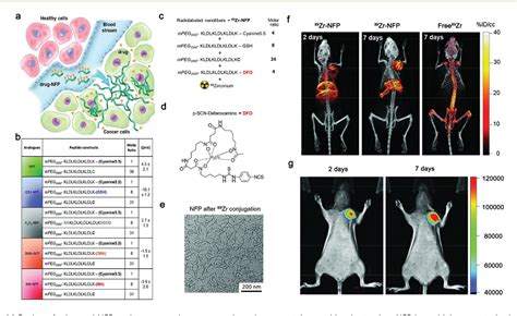 Figure 4 From Self Assembly Of Peptide Nanofibers For Imaging