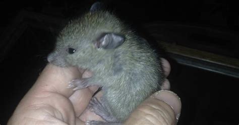 Mouse Album On Imgur