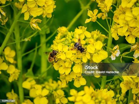 野生のマスタードの花から供給する Beeflies のペア アブラナ属のストックフォトや画像を多数ご用意 アブラナ属 ガーデニング