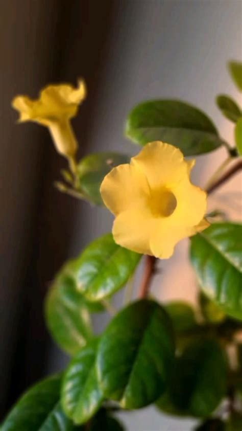 ALLAMANDA VINE CARE AND TIPS YOU NEED