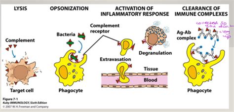 The Complement System Flashcards Quizlet