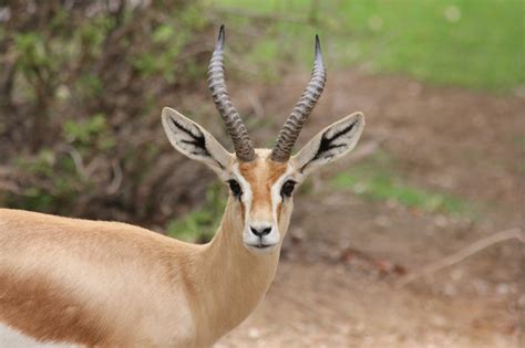Arabian Gazelle Antelope Gazelle Hooves