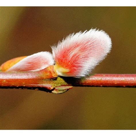 Pink Pussy Willow Salix Discolor Rosea Garden Center Point