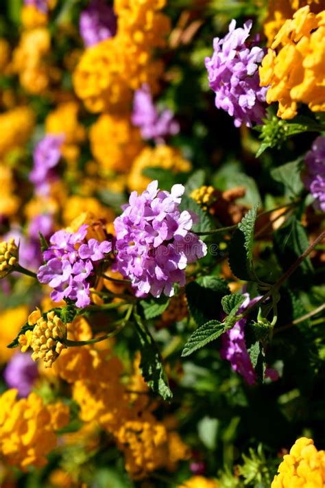 Flores Anaranjadas Violetas Y Blancas En Arbusto Con Las Hojas Verdes