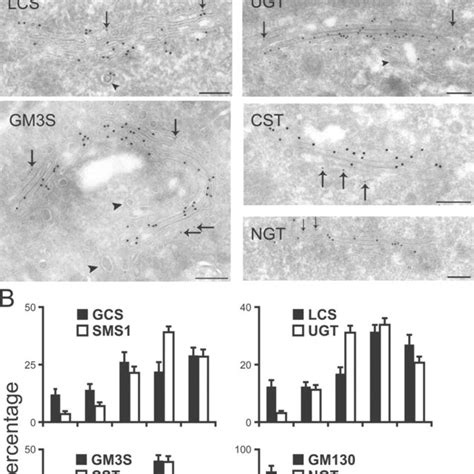 Cellular Localization Of Enzymes In Golgi Sphingolipid Synthesis By Download Scientific Diagram