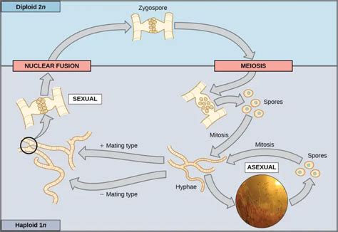 Sexual Reproduction Stages Types Advantages Examples Biology Notes Online