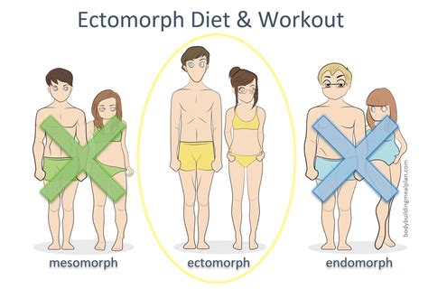Ectomorph Diet And Workout Ectomorph Diet Biceps Workout Workout