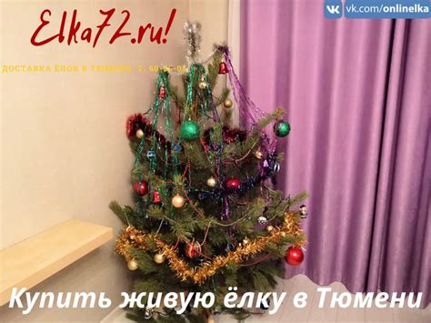 Живые елки из питомников с доставкой по Тюмени