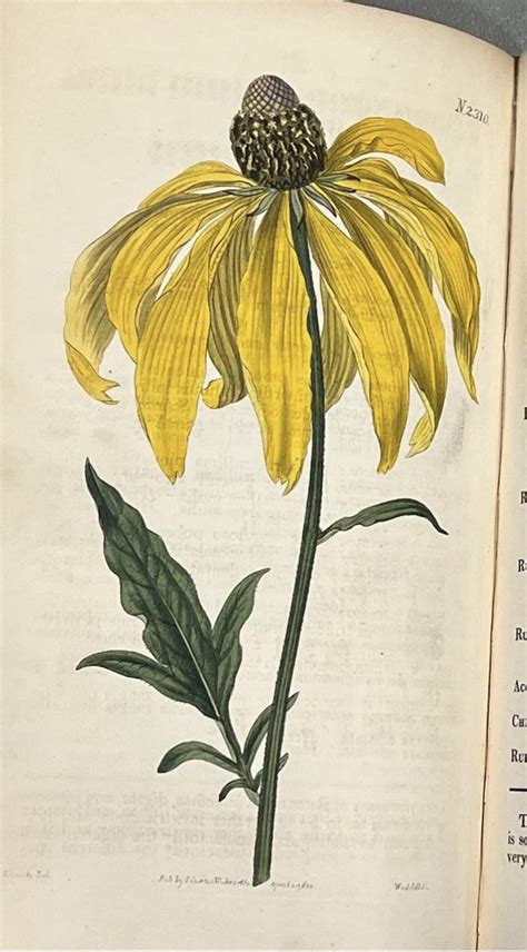 Pin by ~Kelly Acker~ on Art-Watercolor | Botanical illustration ...