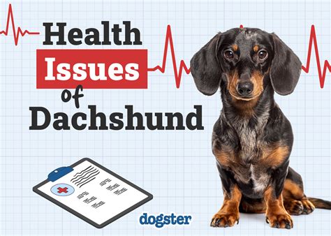 9 Common Dachshund Health Issues Vet Verified Overview Dogster