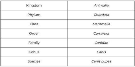 What Is The Scientific Name For A Wolf Discover True Detail