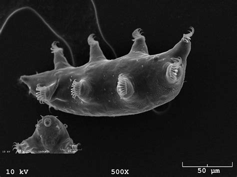 Unity College Professor Discovers Another New Species Of Tardigrade