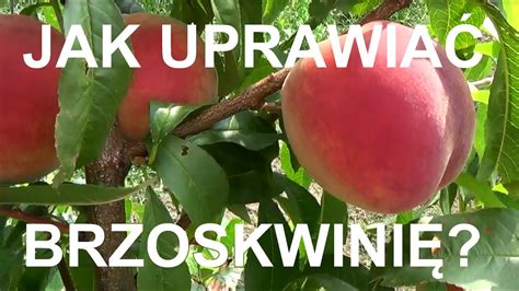 Uprawa Brzoskwini Najwa Niejsze Aspekty Uprawy Youtube
