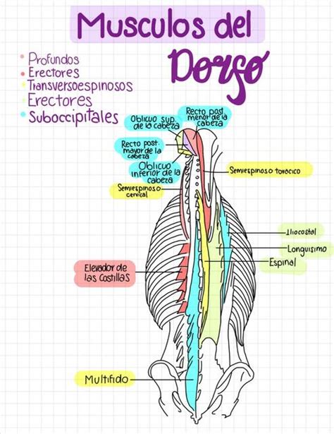 Músculos del Dorso Fer uDocz