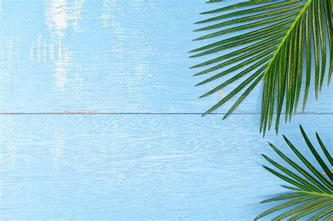 밝은 여름 열대 배경을 위해 푸른 나무 배경에 평평한 녹색 Cycad 손바닥 잎 복사 공간이 있는 상단 뷰 미니멀리스트 디자인