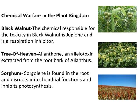 Ppt What Is Allelopathy The Word Allelopathy Derives From Two