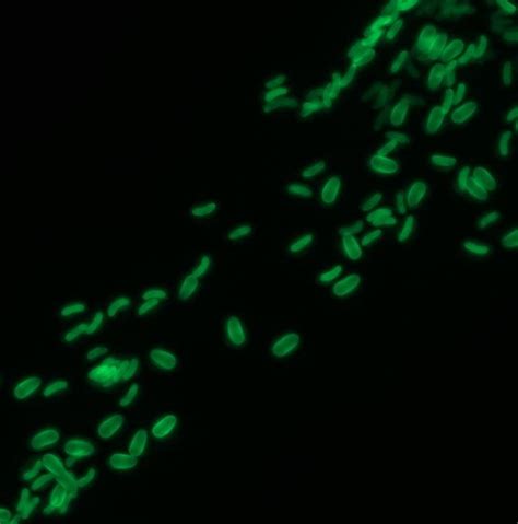 Jobrxiv On Linkedin Postdoc Research Fellow Evolution Of Host