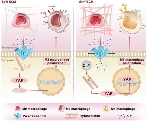 基质刚度通过 Piezo1 YAP 信号轴调节巨噬细胞极化 Cell Proliferation X MOL