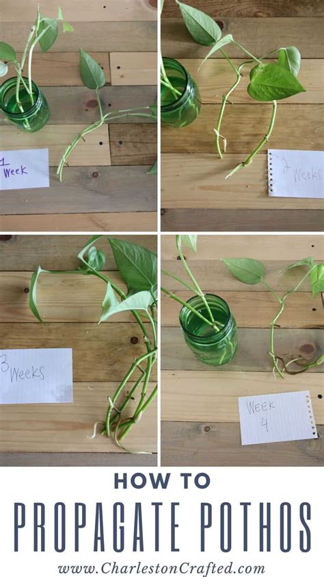 Simple Step How To Propagate Pothos In Water In Your Home For Beginners