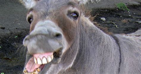 Jackass 2000×1944 Virgin Islands Free Press