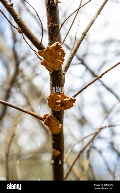 Stereum Hirsutum Hairy Curtain Crust Fungus Stock Photo Alamy