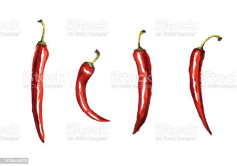 붉은 뜨거운 칠리 고추 녹색 줄기로 세팅 된 전체 익은 포드 손으로 그린 신선한 유기농 향신료 수채화 그림 개체 그룹에 대한