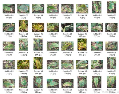 基于卷积神经网络的大豆病虫害识别与防治系统，resnet50，mobilenet模型【pytorch框架python源码】大豆茎腐病数据集 Csdn博客