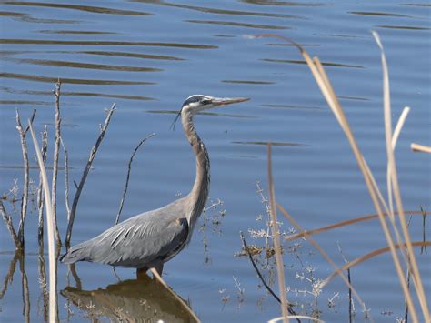 Great Blue Heron Great Blue Heron Cheery Cheep Cheep Flickr