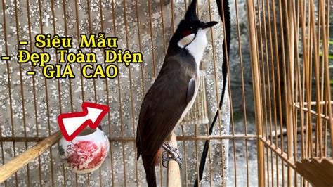 27 11 Hôm Nay Chim G I Á Cao Nhưng T iền Nào Của Đó Nha Ae 6 Siêu