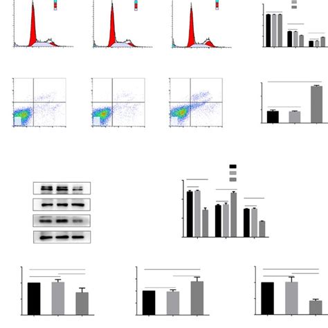 Linp1 Knockdown Affects The Cell Cycle Apoptosis Ab Knockdown Of
