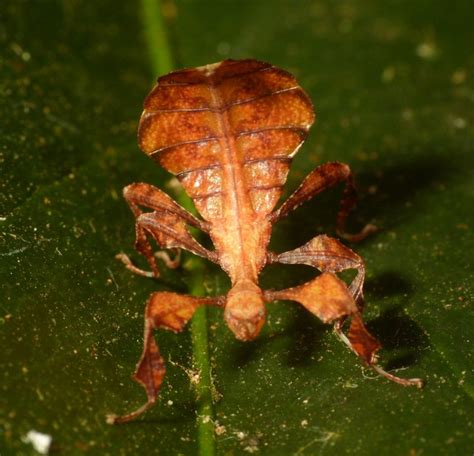 Exploring The Flawlessness Of Nature The Charismatic Leaf Insect The Review Of Religions