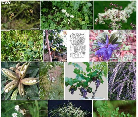 多枝唐松草thalictrum Ramosum拉丁名学名属名科名植物生活型图片