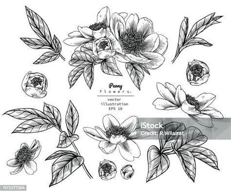 牡丹 シャクヤクのベクターアート素材や画像を多数ご用意 シャクヤク イラストレーション ボタン科 Istock