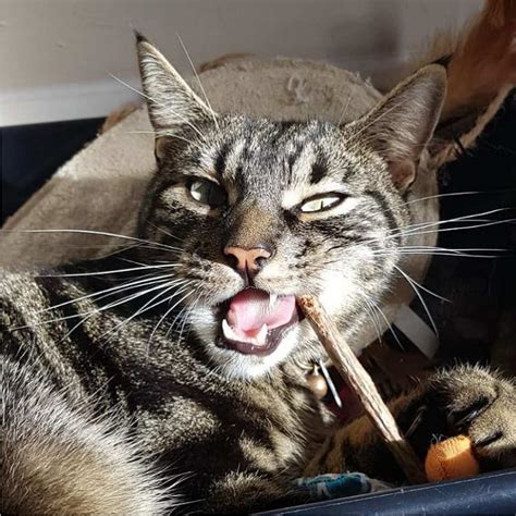 What Are Matatabi Chew Sticks The Perfect Cat Toy And T Meowy Janes