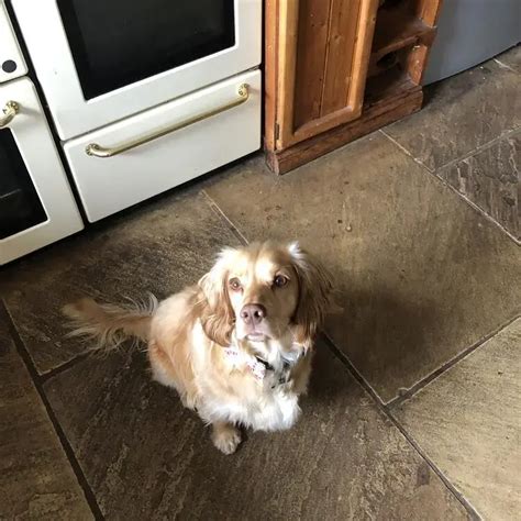 Bumpy Cocker Spaniel English Purina Uk