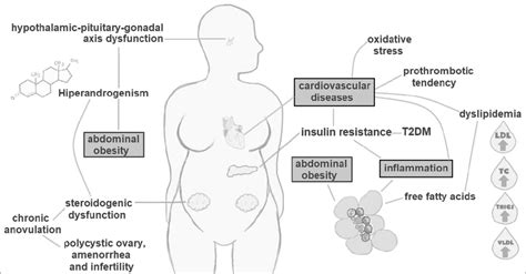 Important Biochemical Pathways Involved In The Pathophysiology Of Pcos