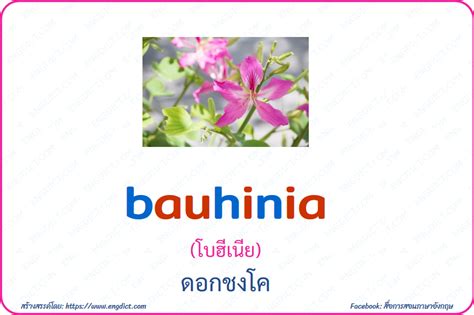 💐 ชุดคำศัพท์และสื่อภาษาอังกฤษ Engdict เรียนภาษาอังกฤษ