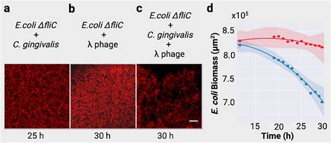 Bacterial Swarm Mediated Phage Transportation Disrupts A Biofilm Inherently Protected From Phage