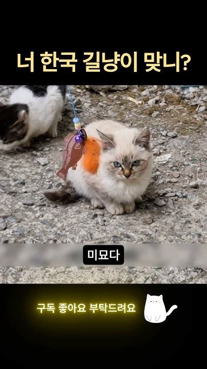 파란 눈의 새끼길고양이 Youtube